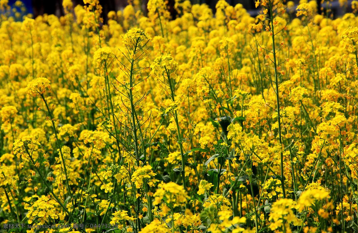 春天油菜花花田素材素材图片下载-素材编号04473236-素材天下图库