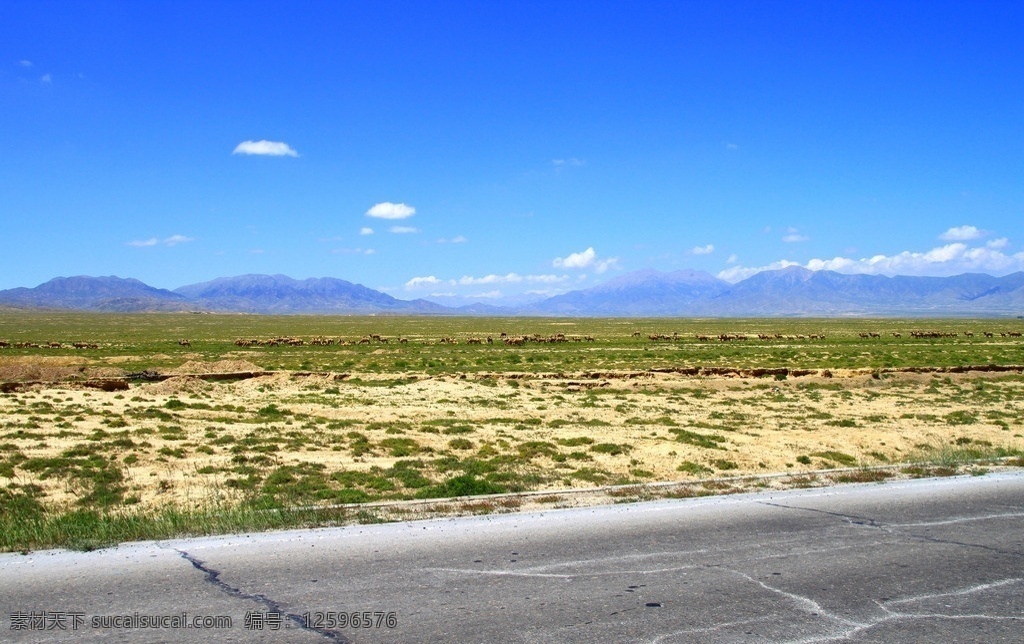 青海骆驼群素材图片下载-素材编号12596576-素材天下图库